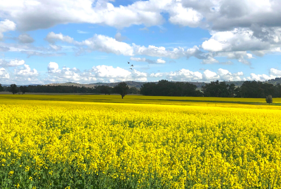 Country Education Foundation of Australia (CEF) - Home